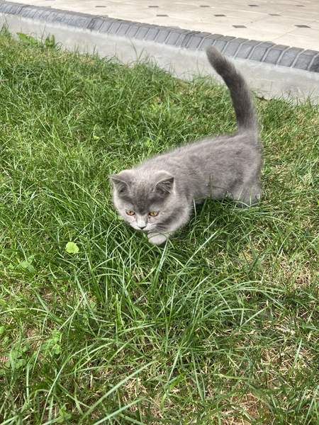 Кошка породы скоттиш страйт