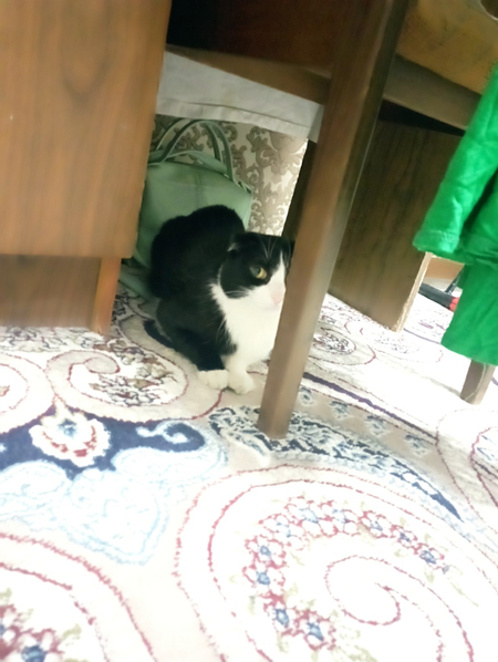 Вислоухая кошка.