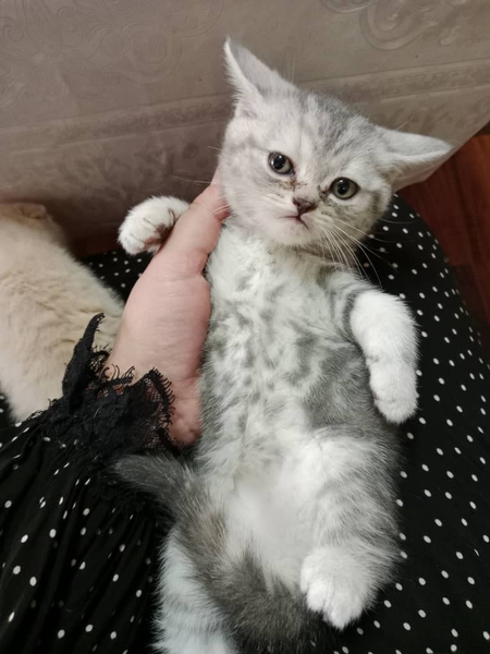 Продается котята скоттиш фолд скоттиш страйт