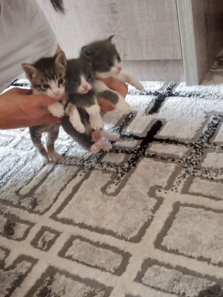 Пристраиваются котята в заботливые руки