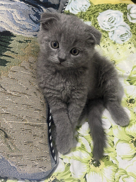Котята породистые
