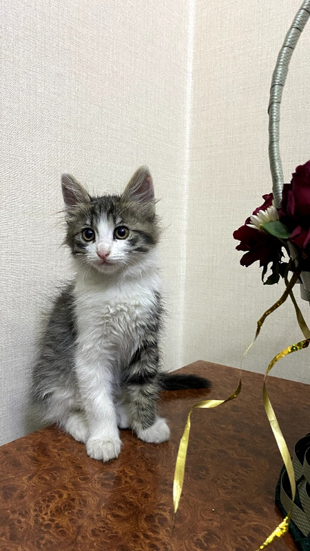 Котенок-Mushukcha