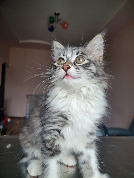 Ищу хозяйку для милого котенка