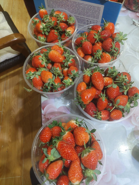 Продается свежая клубника