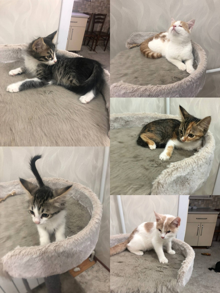 Домашний кошка 5 шт