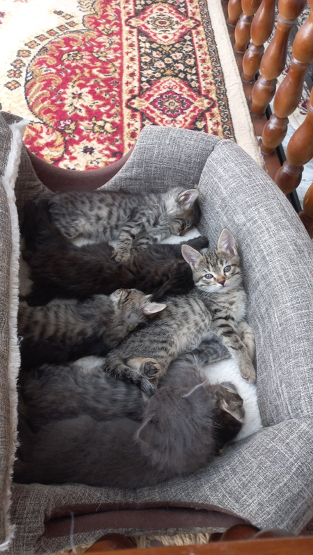 Продаются котята