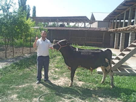 Уй жой юкори чирчикда 14 сотик ховли фермами билан 30 тали мол куйхона