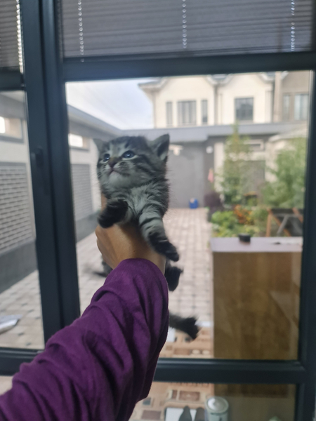 Mushuk bolasi tekinga xadiyaga beriladi Котёнок отдаётся в хорошие рук