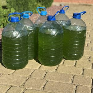 Дафня моина, хлорелла, улитка катушка и криветки вишня