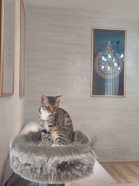 Котёнок мальчик. Привит,  имеет паспорт