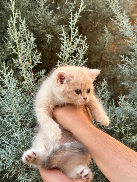 Кошка скотиш страйт