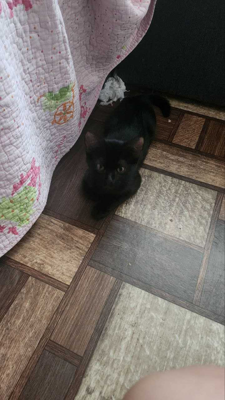 Отдадим котят в добрые руки