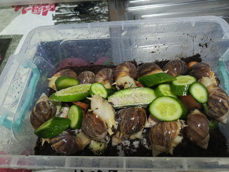 Donasi  10000 dan ulitka ichida tug\\\'adiganlari ham bor