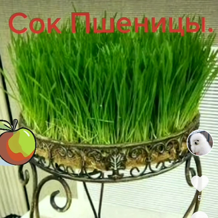 Декор из молодой пшеницы