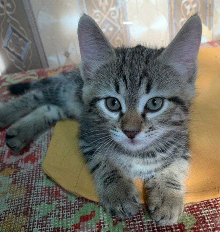 Котёнок .Девочка. 2 месяца В добрые руки.