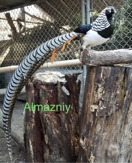 Фазан Свайна