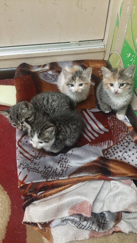 Любопытные и ласковые котята