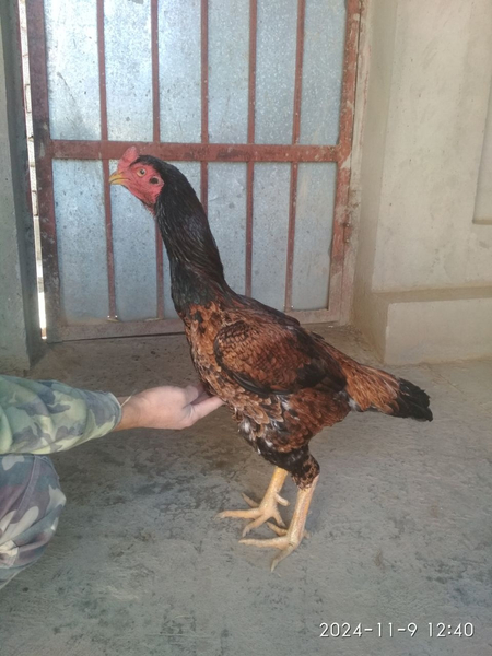 Dakan horoz sotiladi