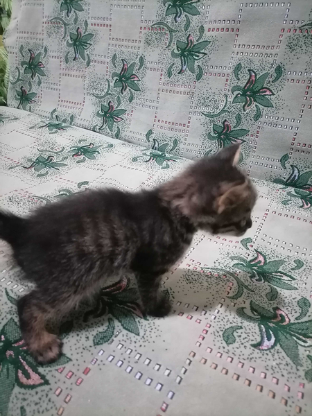 Отдам котят в хорошие руки. Тёмного цвета. Ходят в лоток