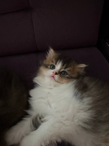 Продам Малишку Скотиш страйт