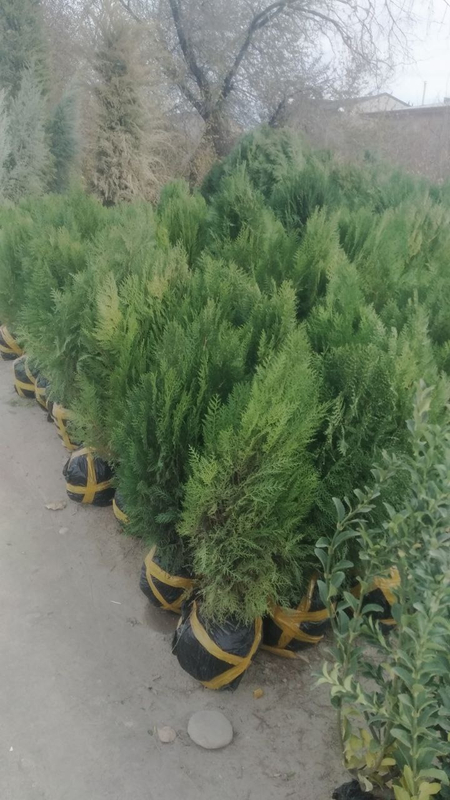 Tizayin va dekaratevni gular archa