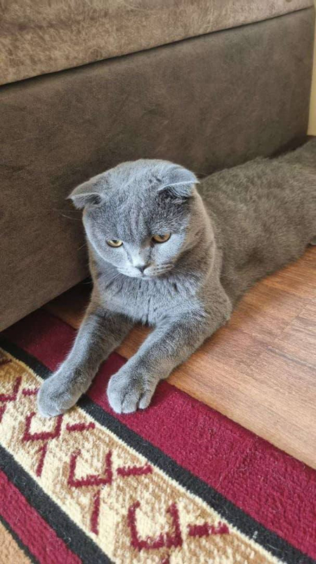 Продается котик британец