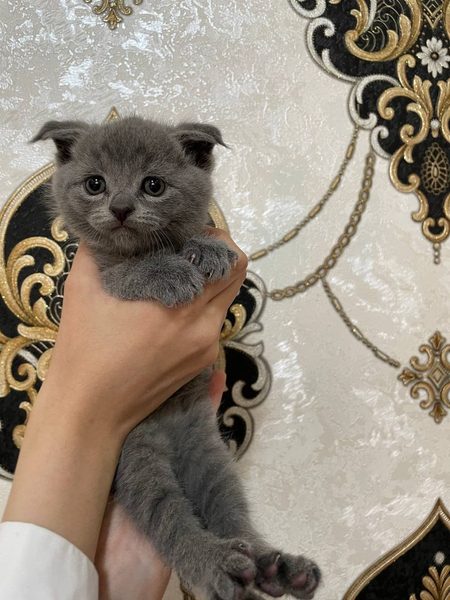 Продаются котята Скоттиш Страйт Скоттиш Фолд  мальчик один девочка