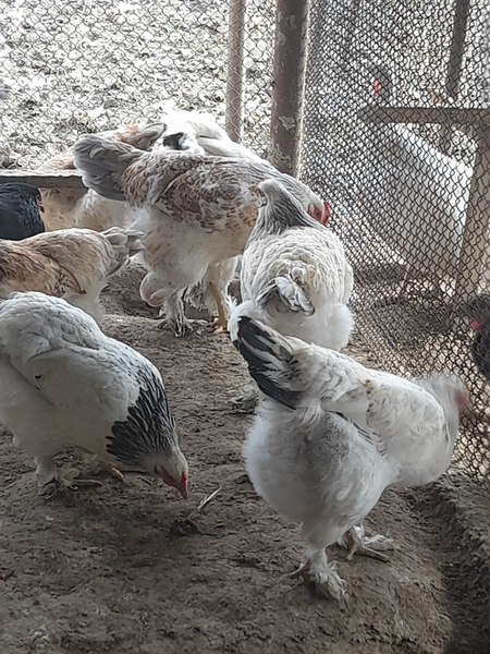 Продаются инкубационные яйца породы брама  светлая и пёстрая