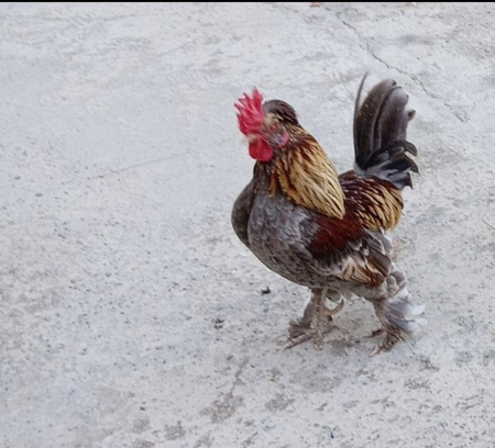 Японка хуруз нар