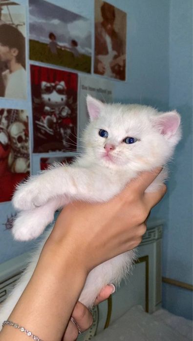 Продаются котята (шиншиллы)