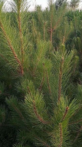 Qrim sasna sotiladi