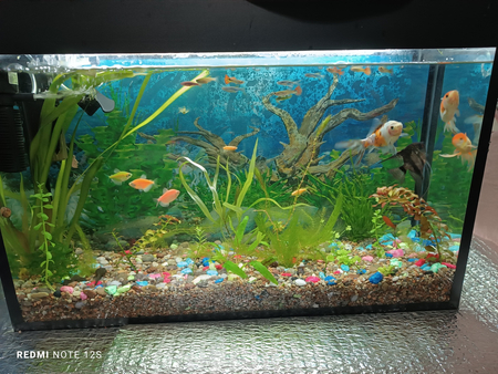 Baliq sotiladi akvarium bilan birga