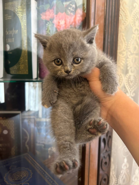 Котята британской породы