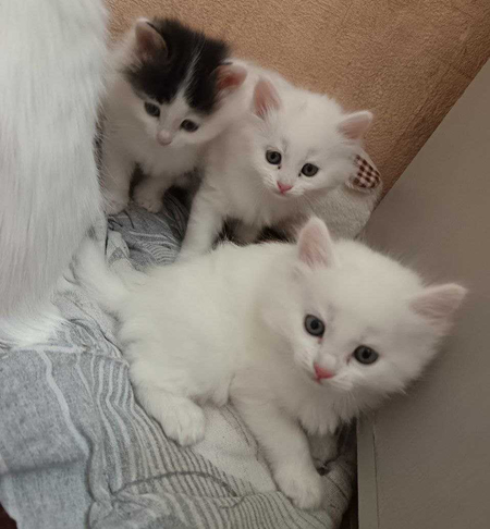 Котята СИБИРСКОЙ кошки. Нежнейший белый окрас, а также чёрно-белые
