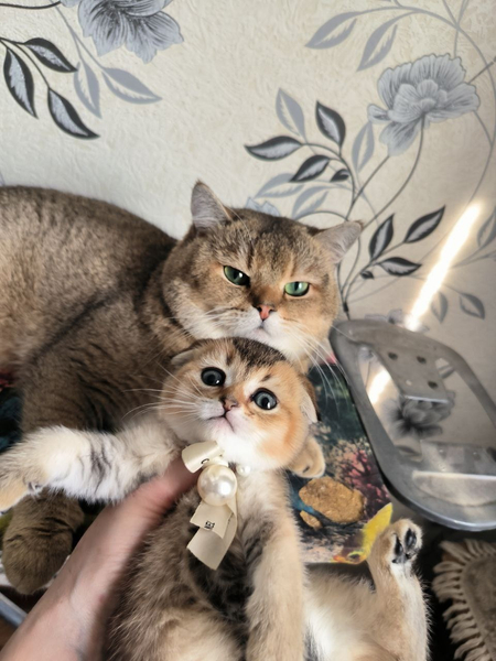 Шикарные малыши скотишь фолд золотая шиншилла
