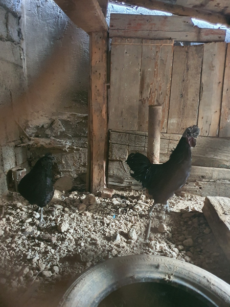 Продам пару кур Ухейлюй