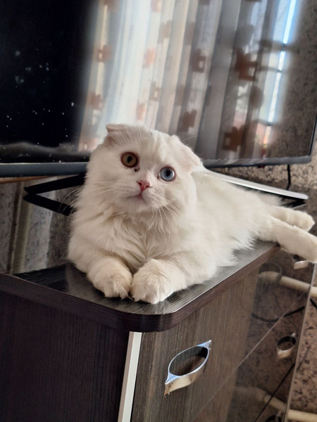 Продам котенка породистый