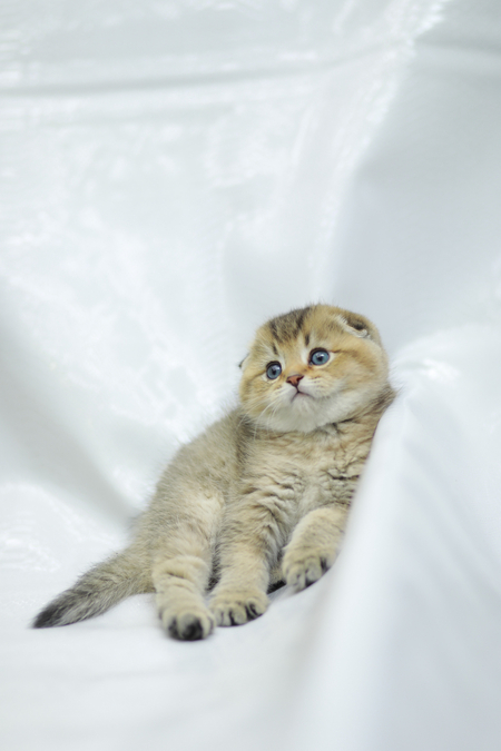 Shinshilla mushuk шиншилла кошка