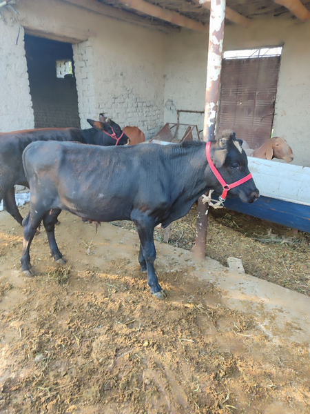 Buqacha sotiladi