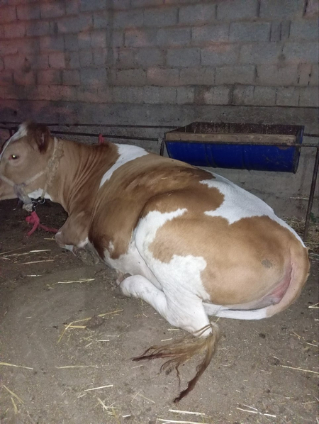 7 oylik homilador zotdor mol