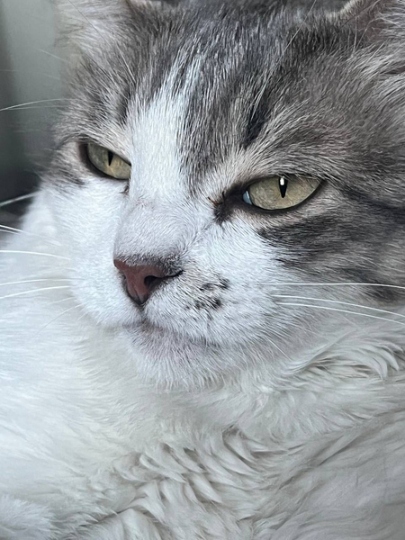 Пародистая кошка