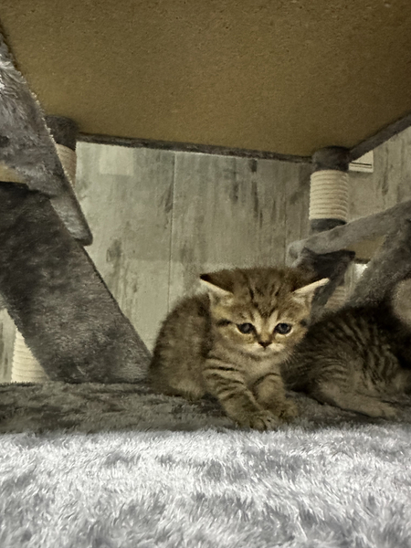 Котенок от правиьной вязки