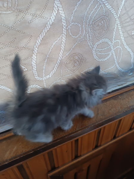 Сибирский котёнок !