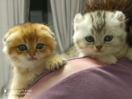 Котенок Американский керл. Девочка