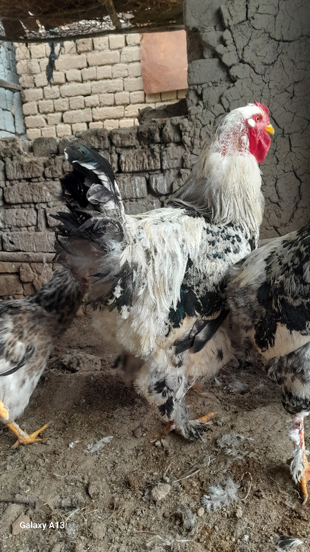 Brama xoroz 1 yosh  150000