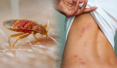 Dezinfeksiya 50% chegirma!* 24soat