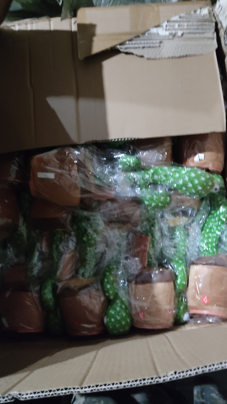 Kaktus sotiladi optom