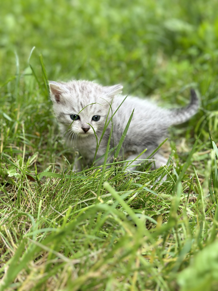 Котенок серебристый мальчик