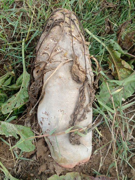 Karmavoy lavlagi