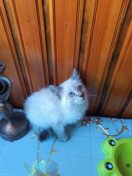 Тайский котёнок!